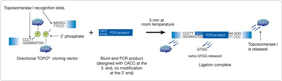 Directional TOPO cloning | Thermo Fisher Scientific - CN