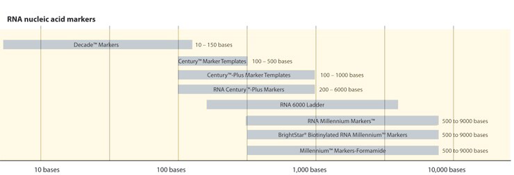 RNA Ladders | Thermo Fisher Scientific - CN