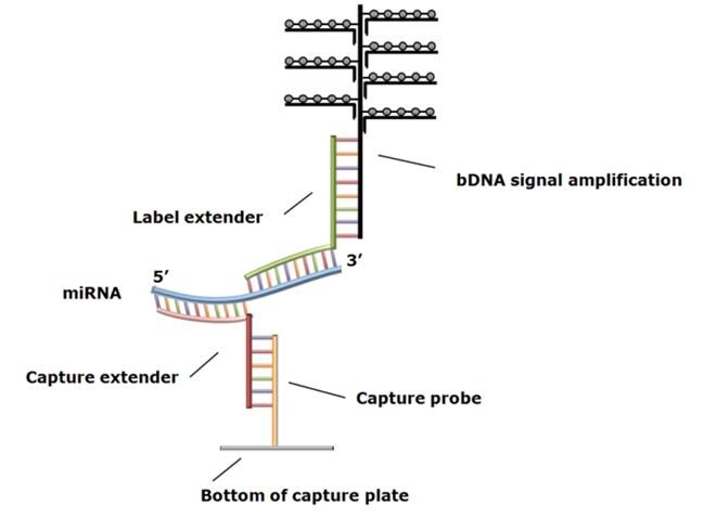 QuantiGene miRNA Singleplex Assay: How It Works | Thermo Fisher ...