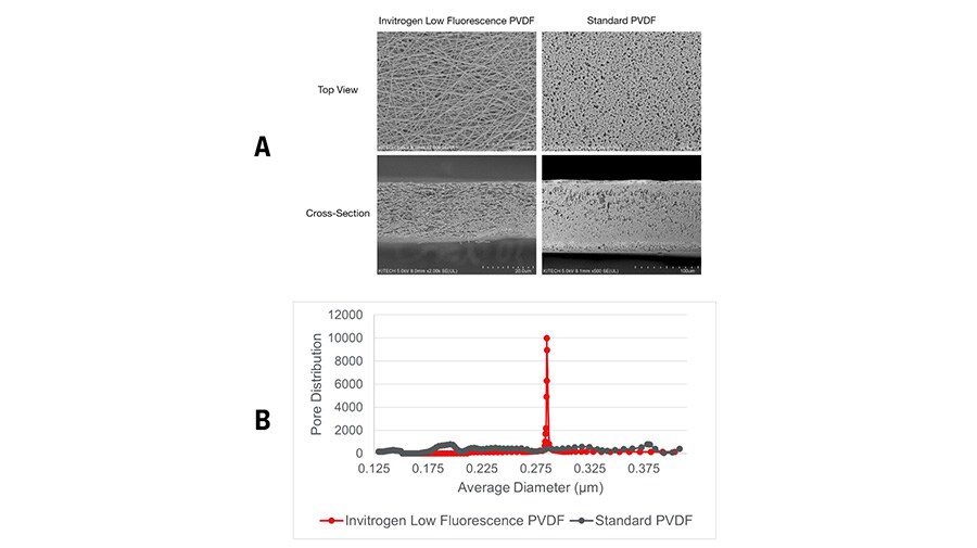 Membranes and Filter Papers for Western Blotting | Thermo Fisher ...
