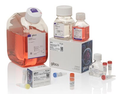 Expi293 Expression System for Structural Biology Applications | Thermo ...