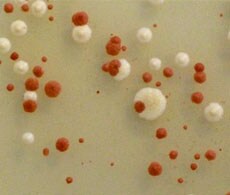 PichiaPink Yeast Expression Systems | Thermo Fisher Scientific - CN