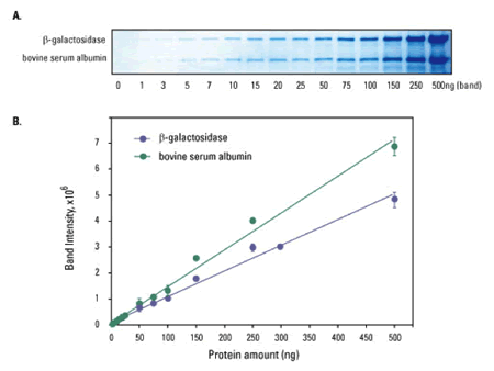 Coomassie Blue Gel and Membrane Stains | Thermo Fisher Scientific - CN