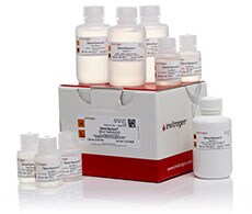 Silver Stains | Thermo Fisher Scientific - CN