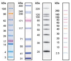 Protein Standards & Ladders | Thermo Fisher Scientific - CN