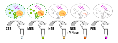 Cell Fractionation and Organelle Isolation | Thermo Fisher Scientific - CN