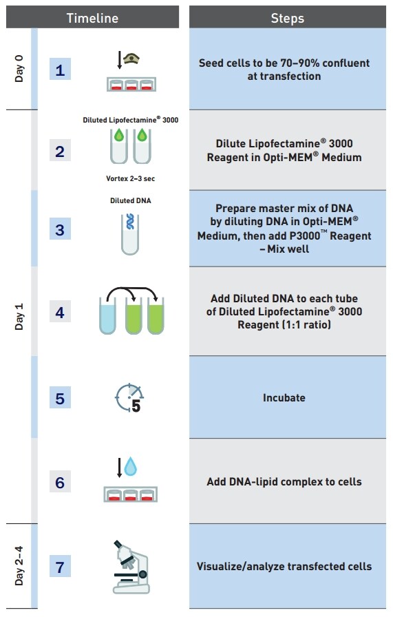 Optimization of Plasmid DNA Transfection | Thermo Fisher Scientific - CN