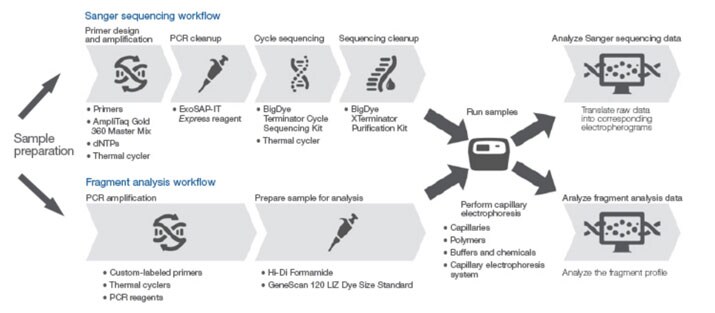 Capillary electrophoresis | Thermo Fisher Scientific - CN