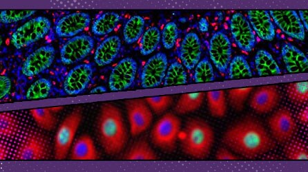 Life Technologies | Thermo Fisher Scientific - CN