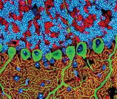 分子探针试剂与染料 - Molecular Probes™-赛默飞 | Thermo Fisher Scientific - CN