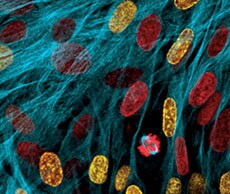 分子探针试剂与染料 - Molecular Probes™-赛默飞 | Thermo Fisher Scientific - CN