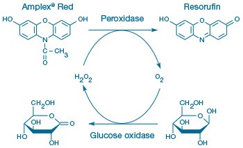 Amplex® Red Enzyme Assays | Thermo Fisher Scientific - CN