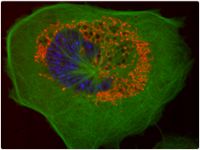 CellROX™ 试剂和试剂盒 | Thermo Fisher Scientific - CN