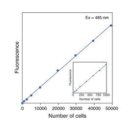 CyQUANT 细胞增殖检测 | Thermo Fisher Scientific - CN