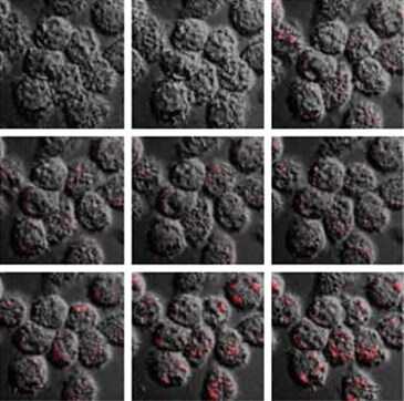 pHrodo检测pH的指示剂 | Thermo Fisher Scientific - CN