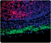 Qdot探针——量子点纳米技术 | Thermo Fisher Scientific - CN