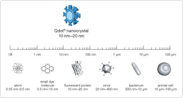 Qdot Probes Technology Overview | Thermo Fisher Scientific - CN
