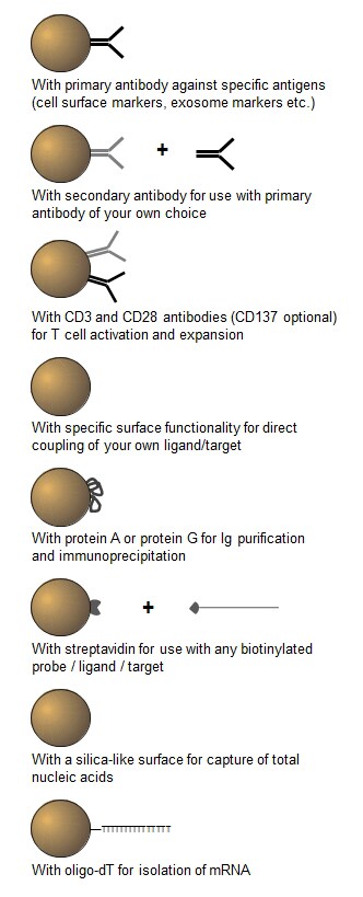 Dynabeads 种类和用途、用于磁性分离的 Dynabeads | Thermo Fisher Scientific - CN