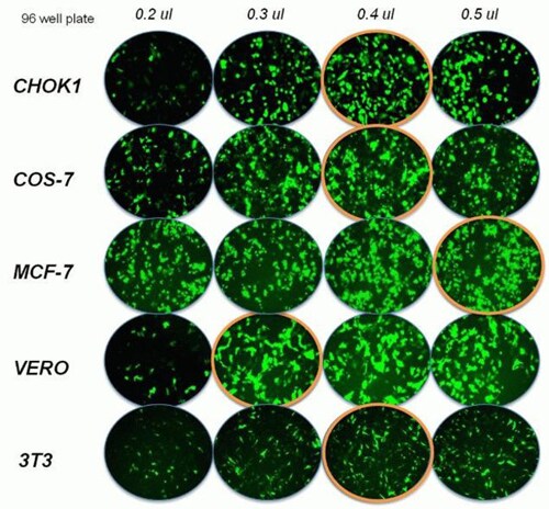 Lipofectamine 2000 | Thermo Fisher Scientific - CN