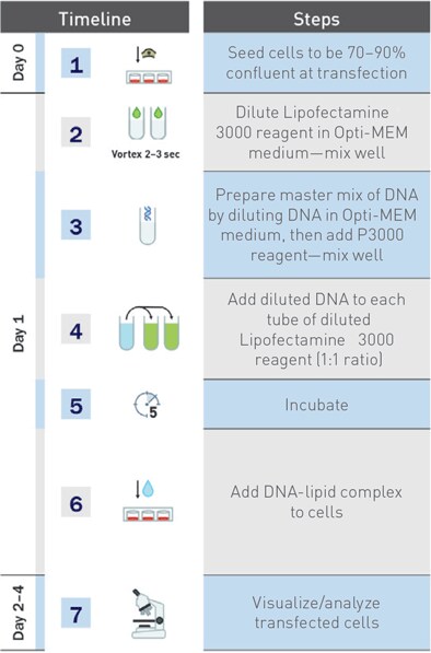 Lipofectamine 3000 试剂 | Thermo Fisher Scientific - CN