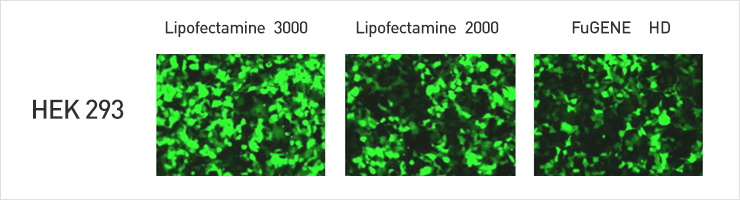 Lipofectamine 3000 试剂 | Thermo Fisher Scientific - CN