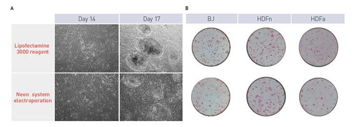 Lipofectamine 3000 试剂 | Thermo Fisher Scientific - CN