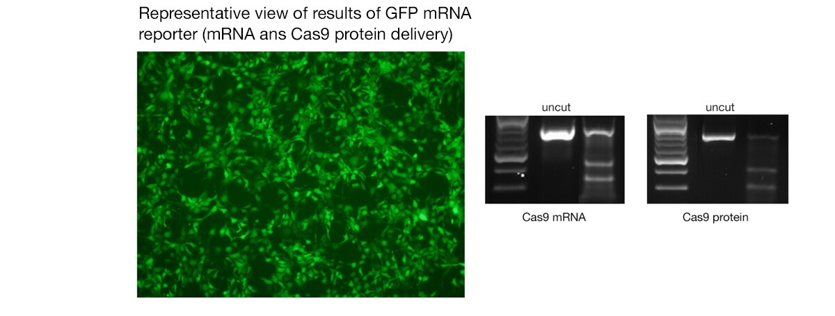 Lipofectamine 转染试剂 | Thermo Fisher Scientific - CN