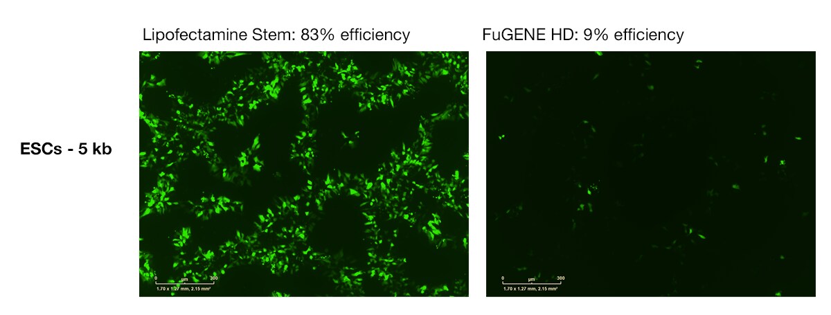 Lipofectamine 转染试剂 | Thermo Fisher Scientific - CN