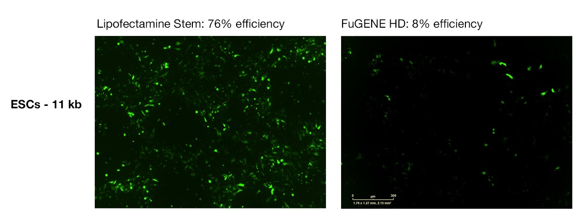 Lipofectamine 转染试剂 | Thermo Fisher Scientific - CN