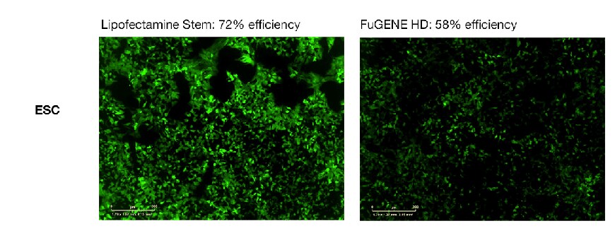 Lipofectamine 转染试剂 | Thermo Fisher Scientific - CN