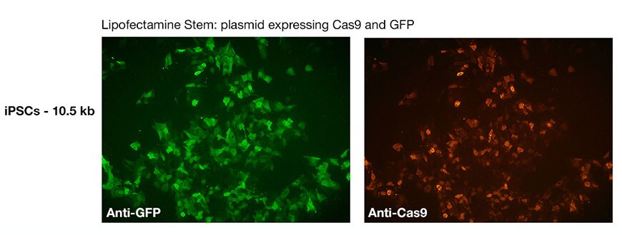 Lipofectamine 转染试剂 | Thermo Fisher Scientific - CN
