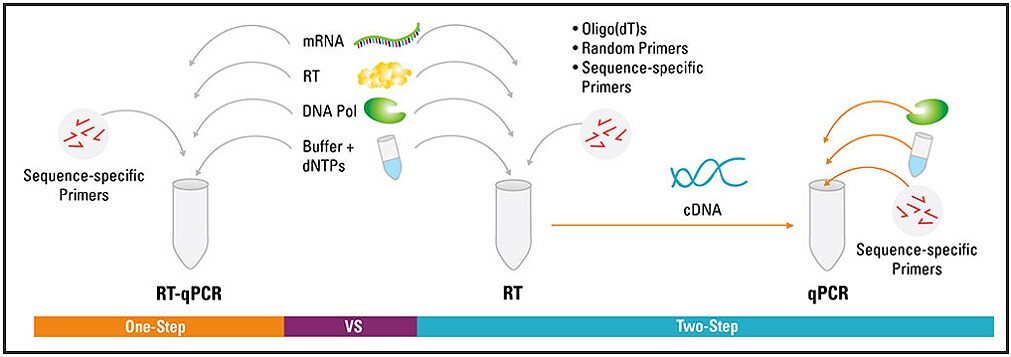 Basic Principles of RT-qPCR | Thermo Fisher Scientific - CN