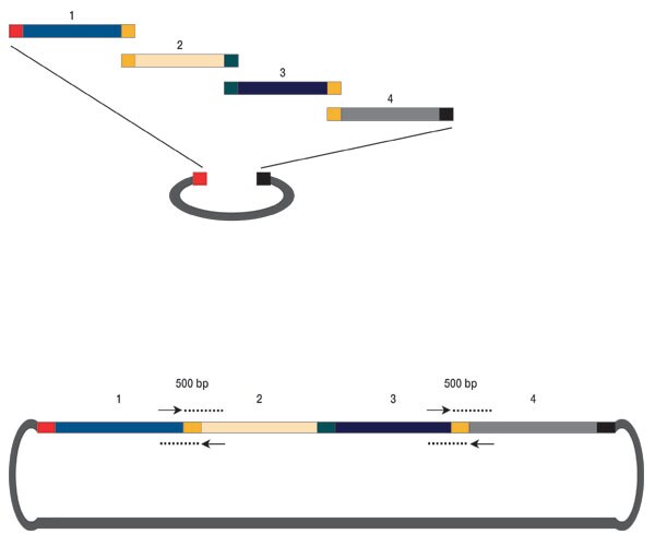 DNA Cloning Tips–Build Clones with DNA Fragments using Gibson Assembly ...