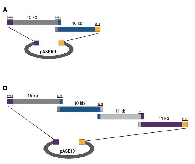 DNA Cloning Tips–Build Clones with DNA Fragments using Gibson Assembly ...