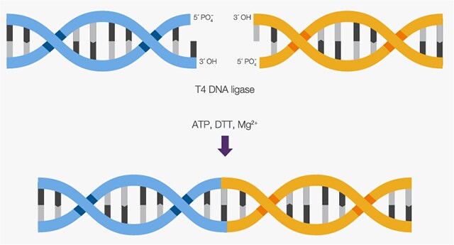 Optimize Your DNA Ligation with 7 Must-Have Tips | Thermo Fisher ...