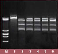 aLICator LIC Cloning & Expression System | Thermo Fisher Scientific - CN