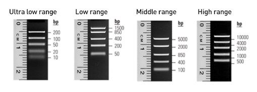 [REDIRECT] FastRuler DNA Ladders | Thermo Fisher Scientific - CN