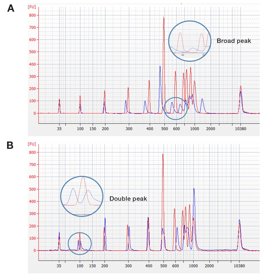 GeneRuler DNA 分子量标准 | Thermo Fisher Scientific - CN
