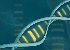GeneRuler DNA Ladders | Thermo Fisher Scientific - CN