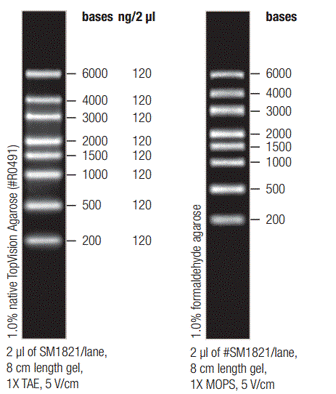 RNA分子量标准-测序凝胶电泳RNA条带分析-赛默飞 | Thermo Fisher Scientific - CN