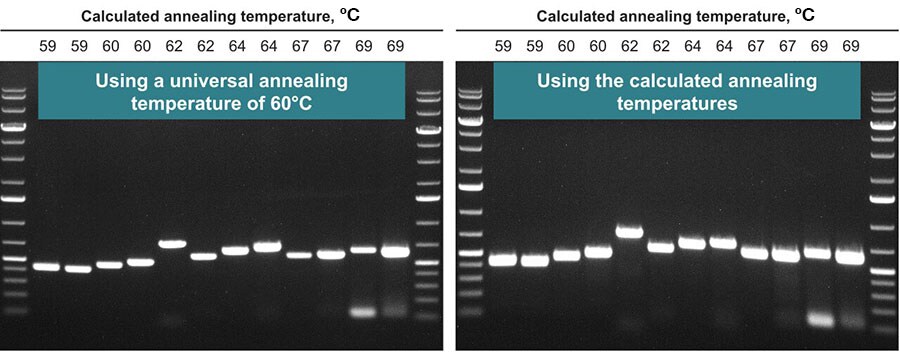 Phusion Plus DNA Polymerase | Thermo Fisher Scientific - CN