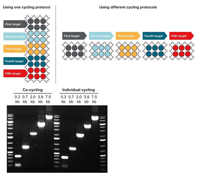 Phusion Plus DNA Polymerase | Thermo Fisher Scientific - CN