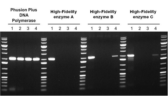 Phusion Plus DNA Polymerase | Thermo Fisher Scientific - CN