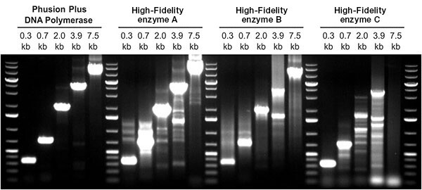 Phusion Plus DNA Polymerase | Thermo Fisher Scientific - CN