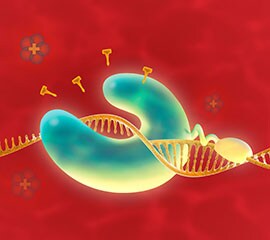 Phusion Plus DNA Polymerase | Thermo Fisher Scientific - CN