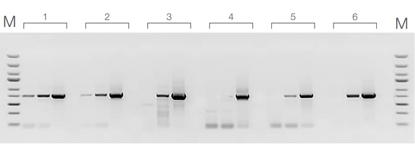 DreamTaq DNA聚合酶 | Thermo Fisher Scientific - CN