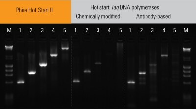 Phire Hot Start II DNA Polymerase | Thermo Fisher Scientific - CN