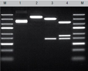 FastDigest超值套装 | Thermo Fisher Scientific - CN