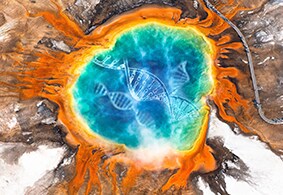 FastDigest 限制性内切酶——Thermo Scientific-研顺生物