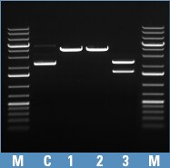 FastDigest限制性核酸内切酶 | Thermo Fisher Scientific - CN